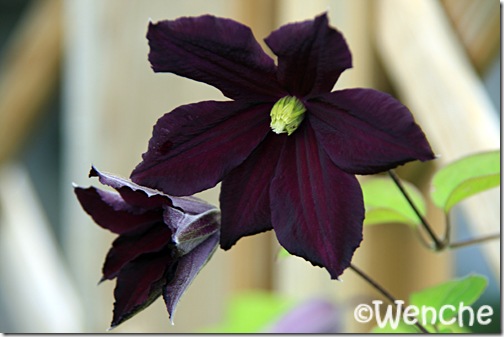 Wenches hage: Clematis, roser og liljer